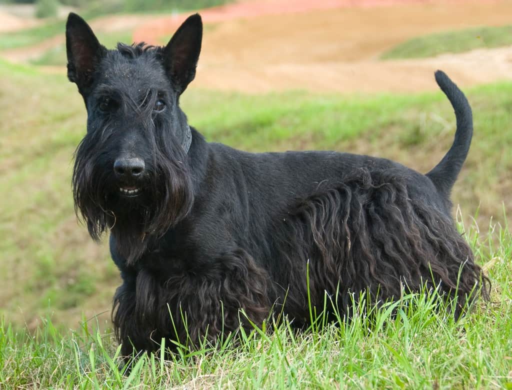 Aberdeen Terrier Dog Breed Information & Pictures - SpockTheDog.com