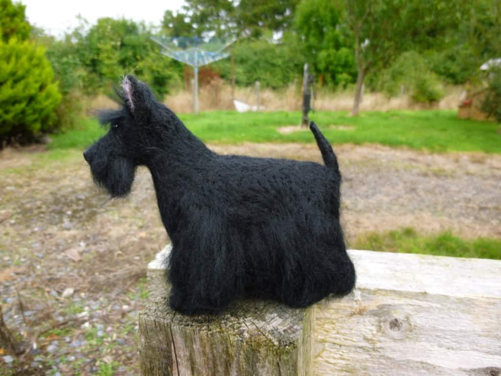 Aberdeen Terrier Dog Breed Information & Pictures - SpockTheDog.com
