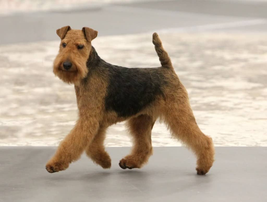 Airedale Terrier Dog Breed Information & Photos - SpockTheDog.com