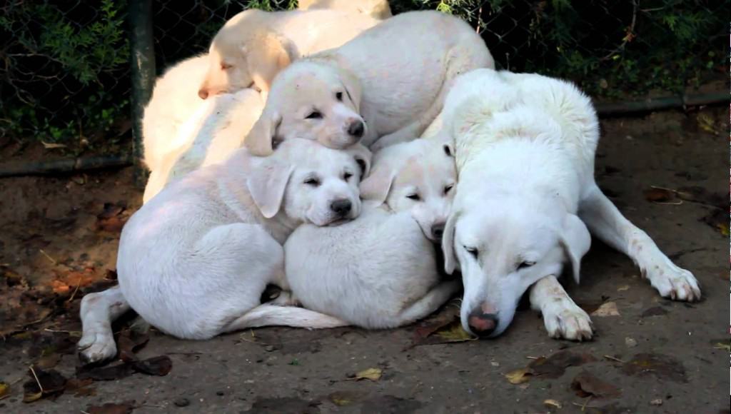 Akbash Dog Breed Information & Pictures - SpockTheDog.com