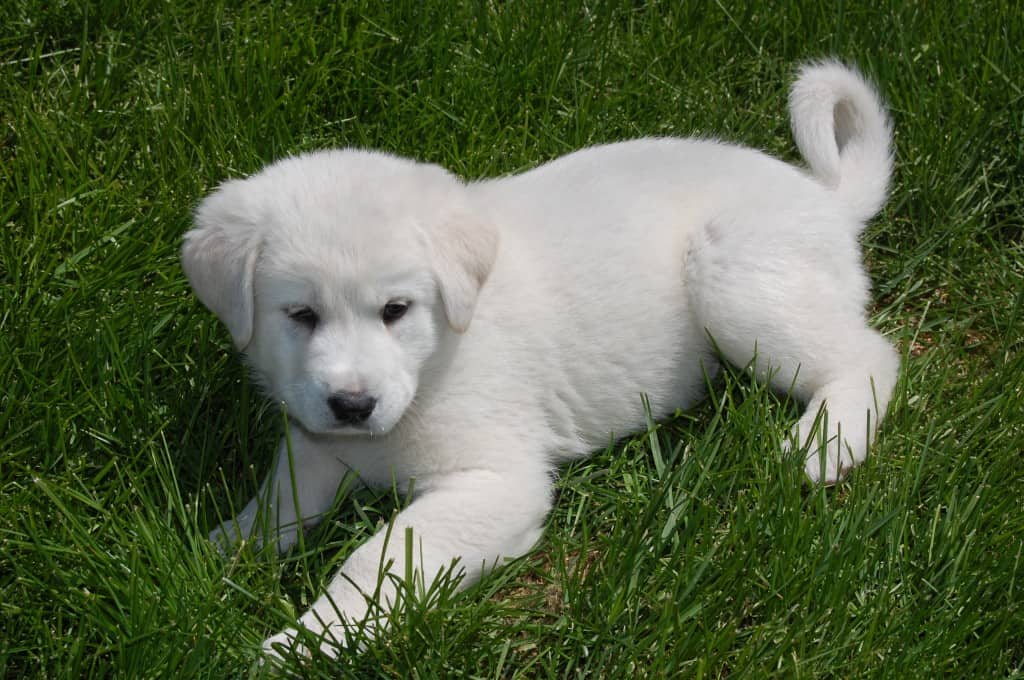 Akbash Dog Breed Information & Pictures - SpockTheDog.com