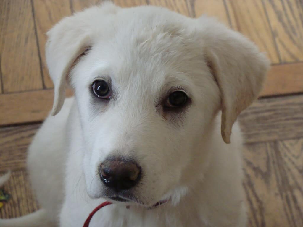 Akbash Dog Breed Information & Pictures - SpockTheDog.com