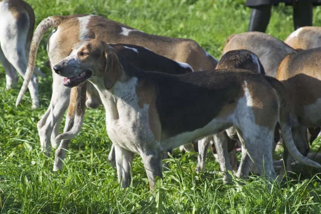 Anglo French Hound - Medium Size - Breed Info and Care