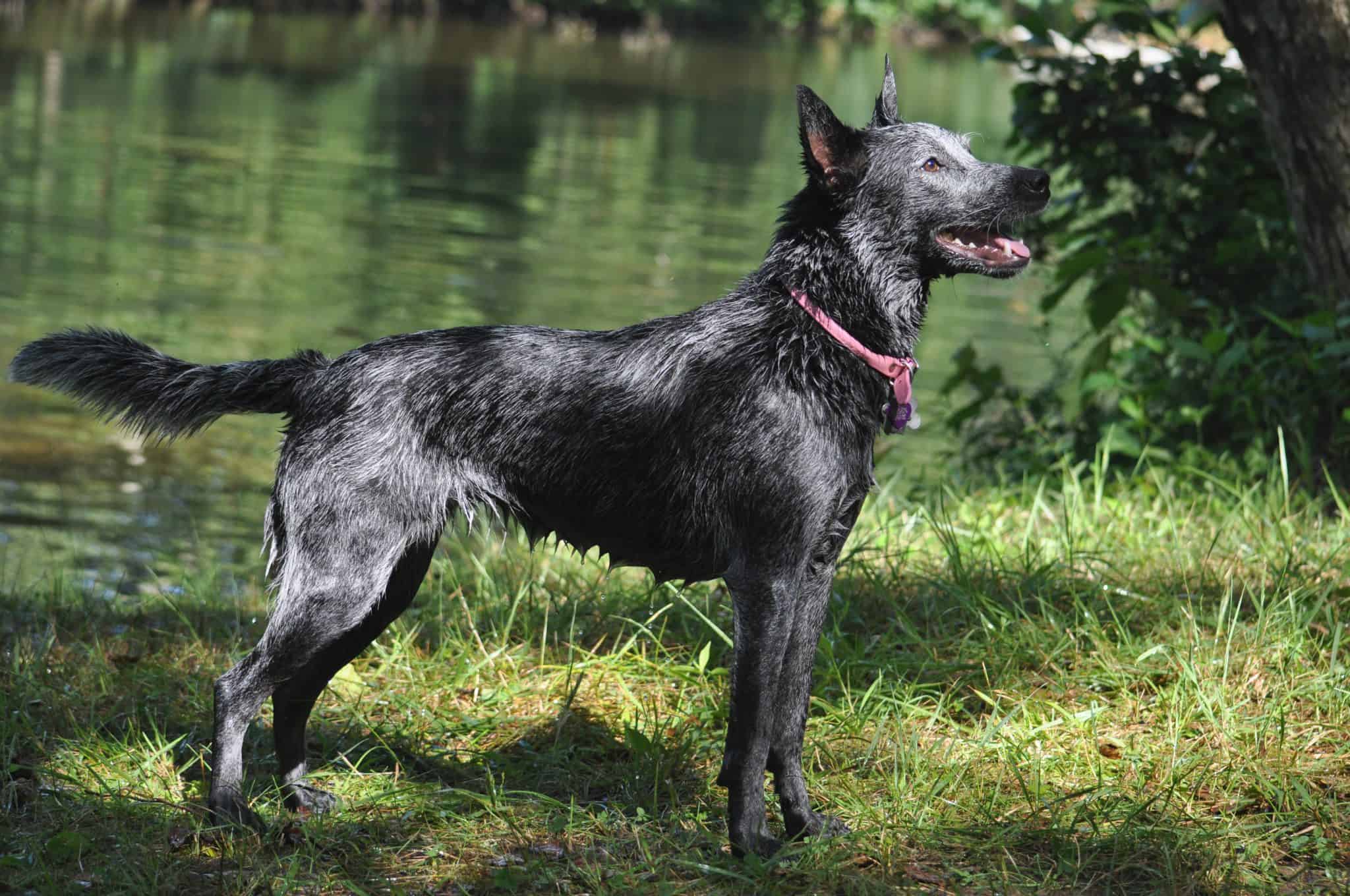 Australian Stumpy Tail Cattle Dog Breed Info