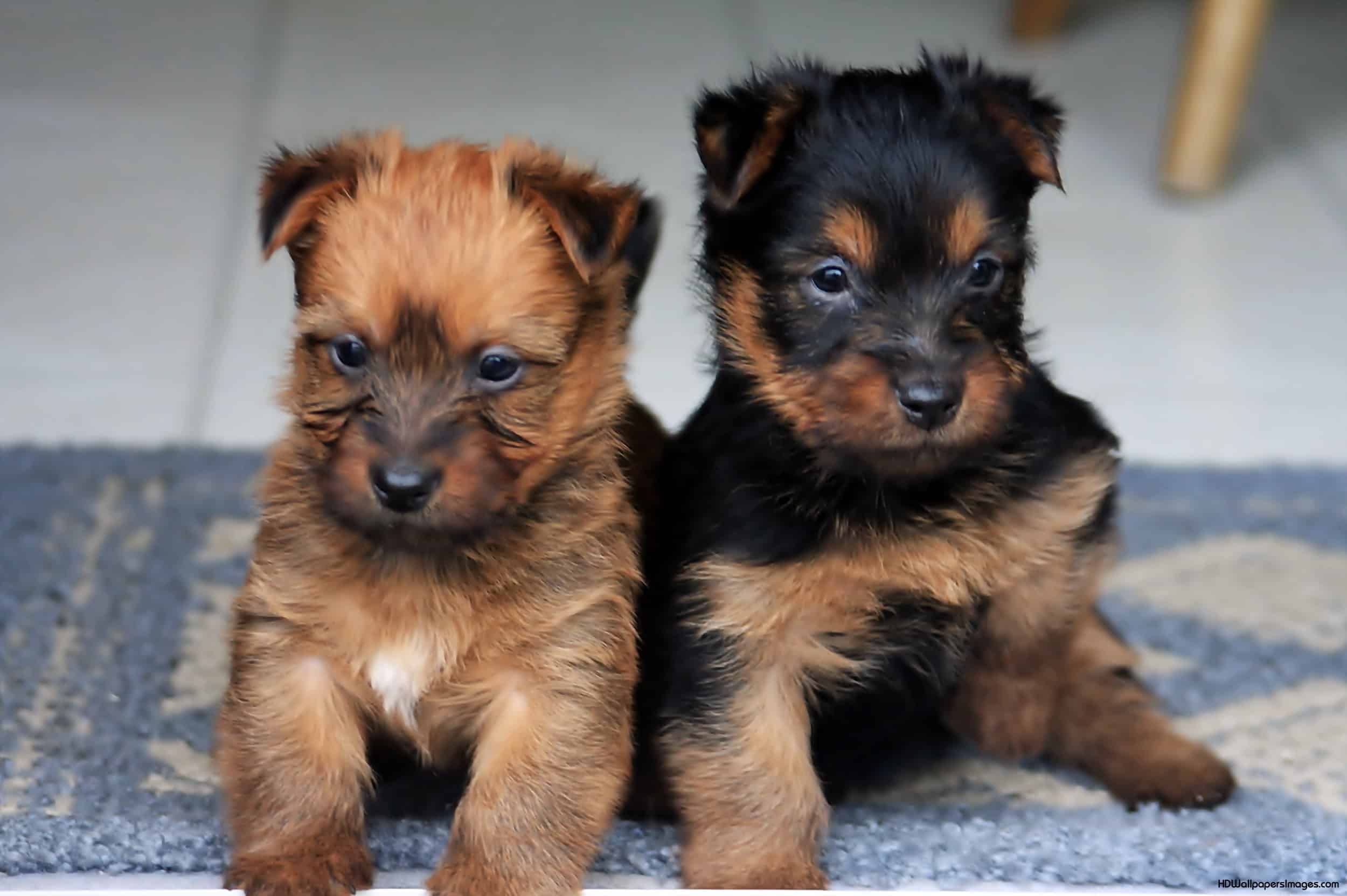 Australian Terrier Breed Info and Care