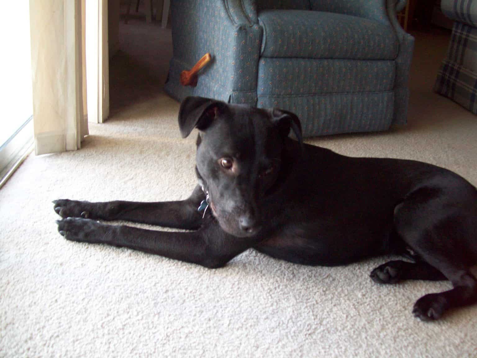 Labrabull (Pitador) Complete Guide - Labrador Retriever & American Pit ...