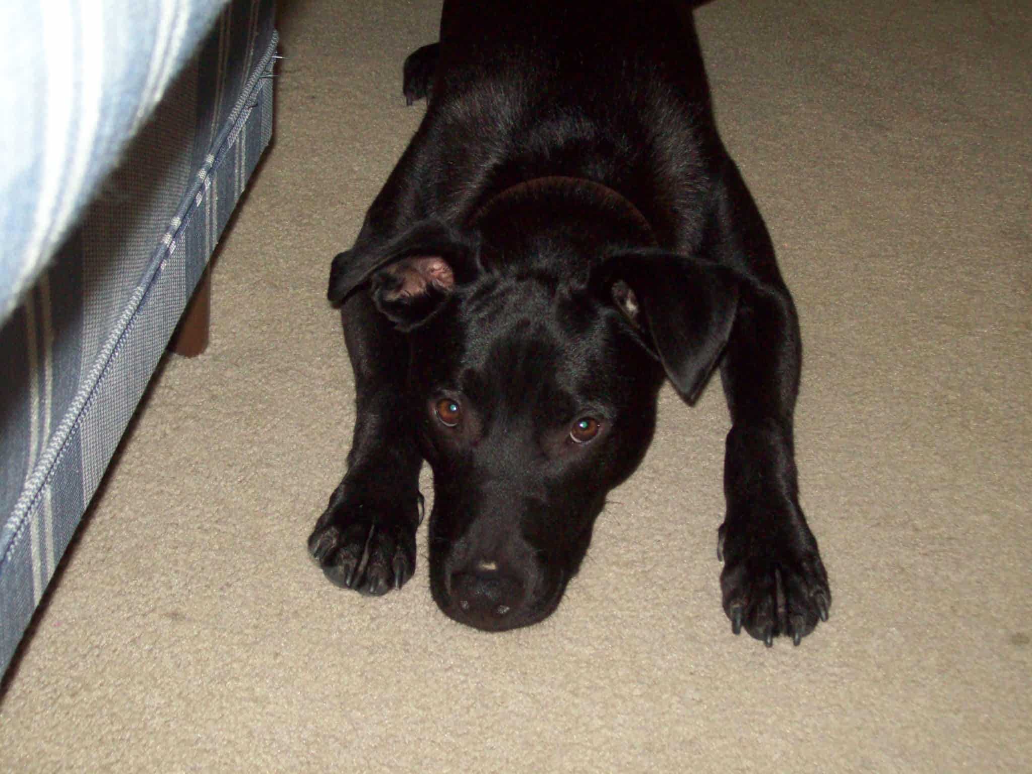 Labrabull (Pitador) Complete Guide - Labrador Retriever & American Pit ...