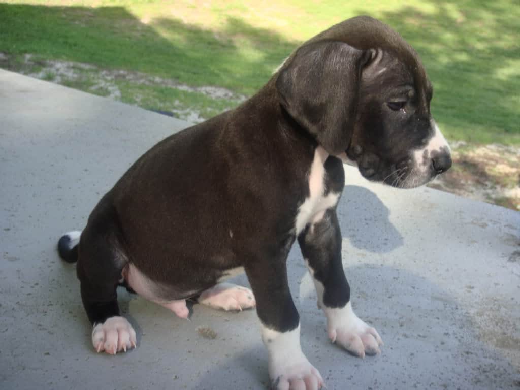 Daniff, Great Dane Mastiff Mix - SpockTheDog.com