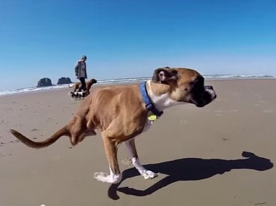 Inspirational: Duncan, The Two Legged Pup - SpockTheDog.com