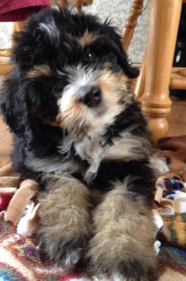 Bernedoodle (Bernie Doodle), Bernese Mountain Dog and Poodle Mix ...