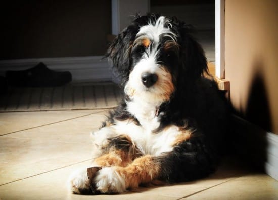 Bernedoodle (Bernie Doodle), Bernese Mountain Dog and Poodle Mix ...