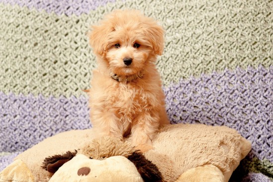 Pomapoo, The Mix Between a Pomeranian and a Toy Poodle