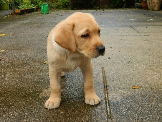 Golden Labrador, The Golden and Labrador Retriever Mix