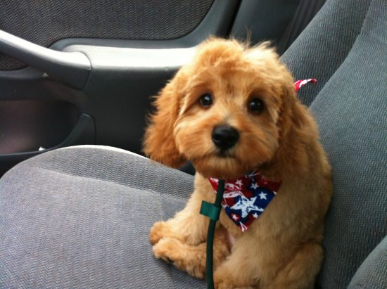 Cavapoo, Cavalier King Charles Spaniel and Poodle Mix - SpockTheDog.com