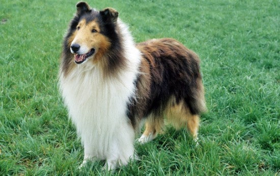 Collie - SpockTheDog.com
