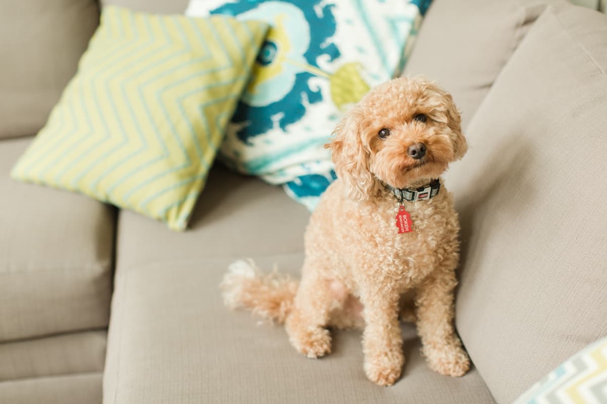 Bichpoo, Poodle and Bichon Frise Mix - SpockTheDog.com