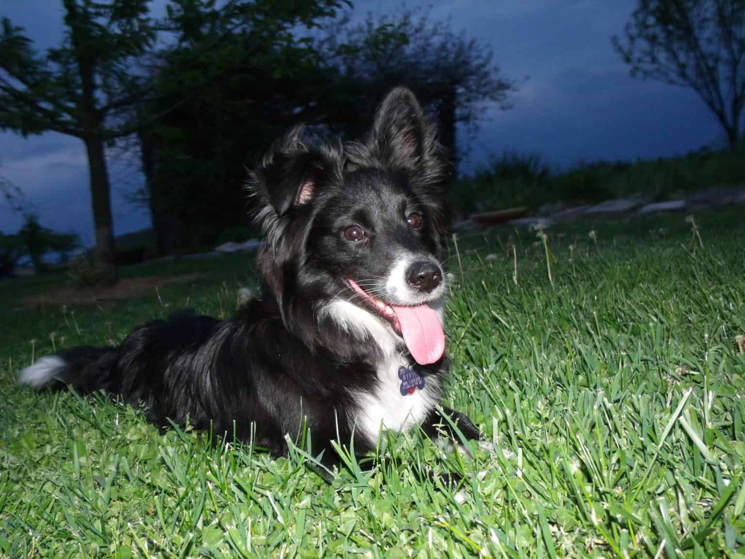 Borgi, Pembroke Welsh Corgi and Border Collie Mix - SpockTheDog.com