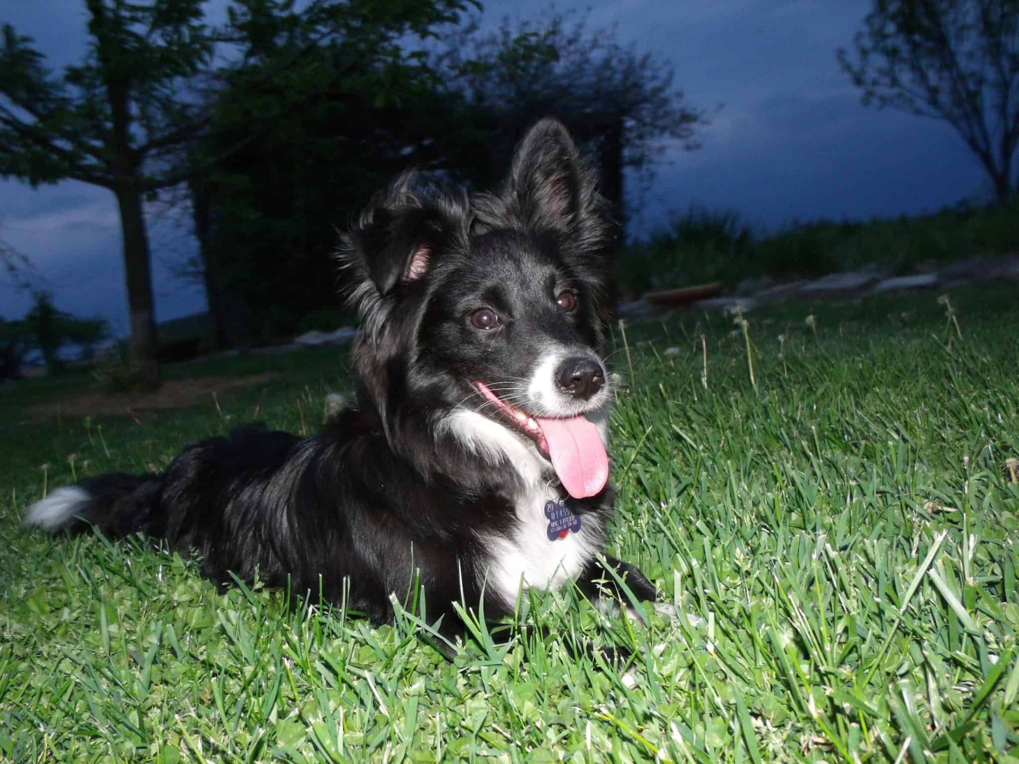 Borgi, Pembroke Welsh Corgi and Border Collie Mix - SpockTheDog.com