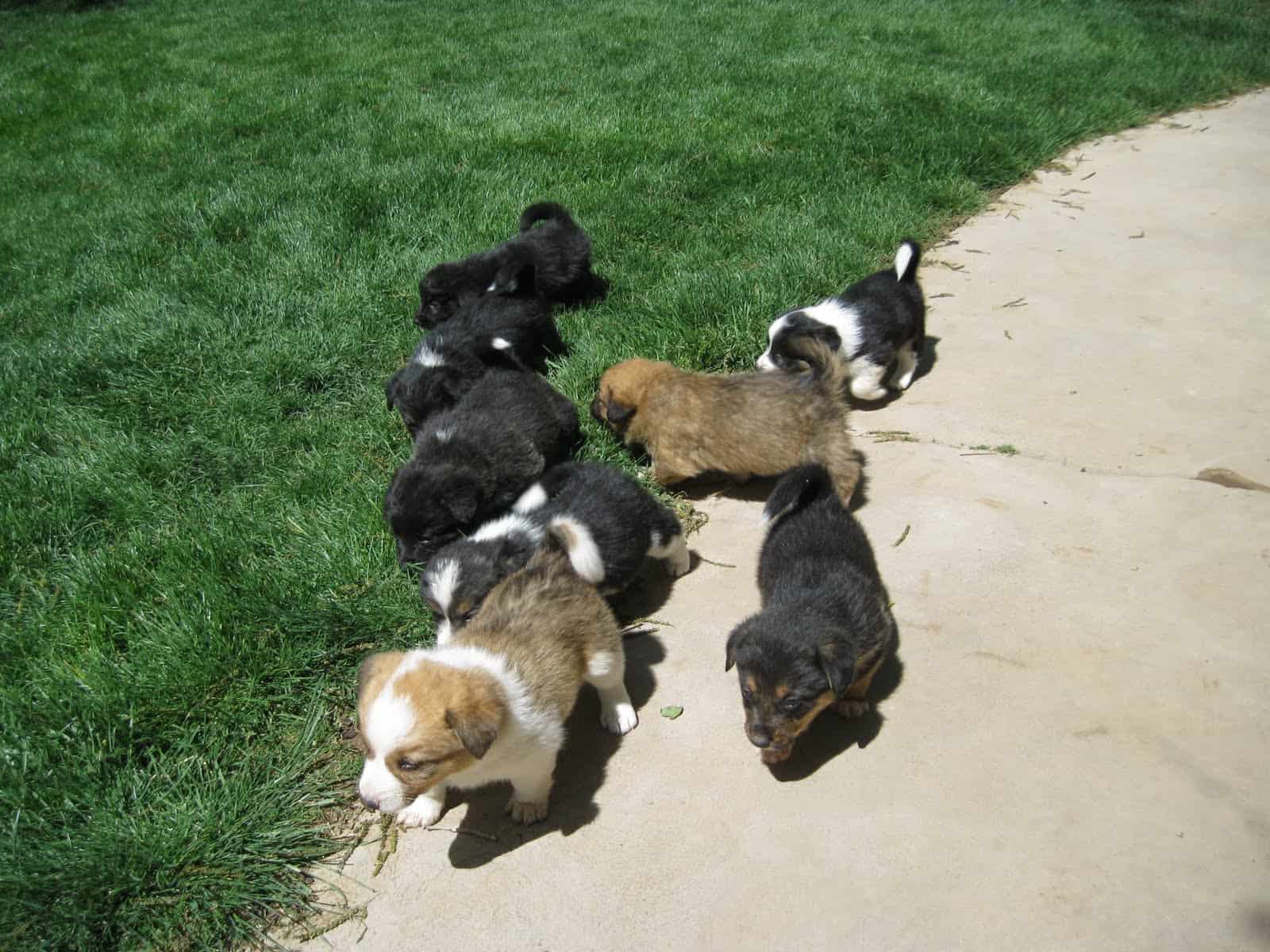 Borgi, Pembroke Welsh Corgi and Border Collie Mix - SpockTheDog.com