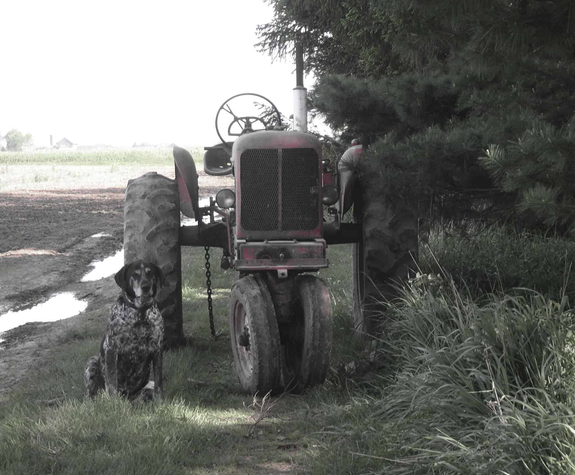 Bowzer, Miniature Schnauzer and Basset Hound Mix - SpockTheDog.com