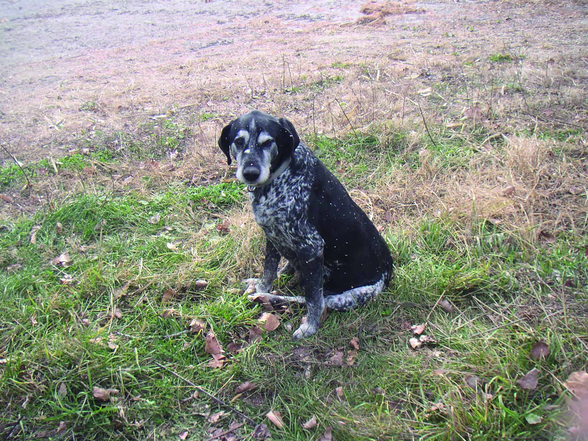 Bowzer, Miniature Schnauzer and Basset Hound Mix - SpockTheDog.com