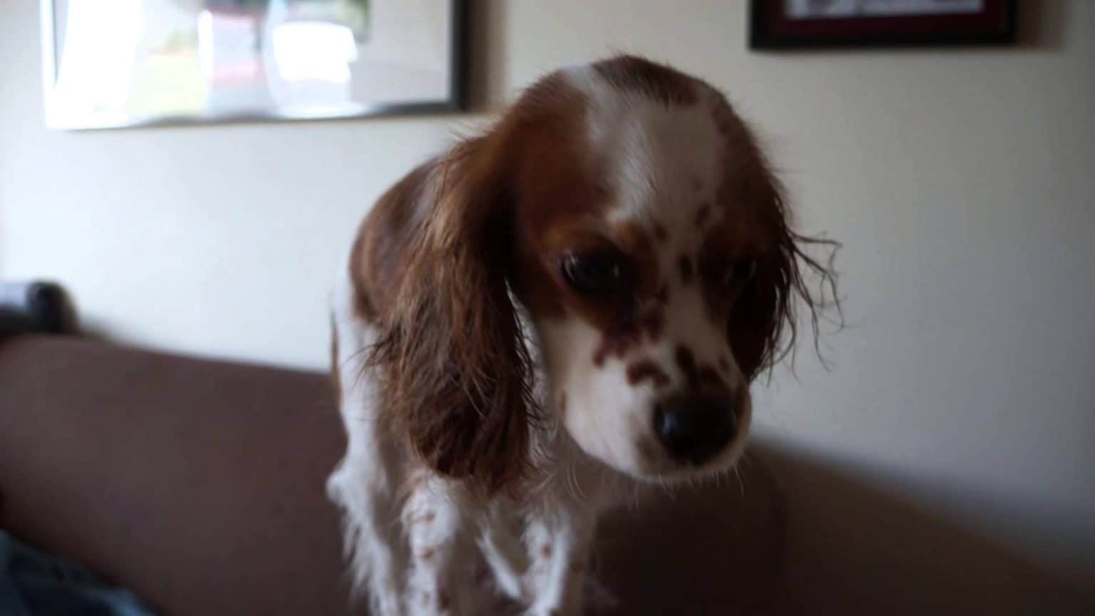Cockalier, Cocker Spaniel and Cavalier King Charles - SpockTheDog.com