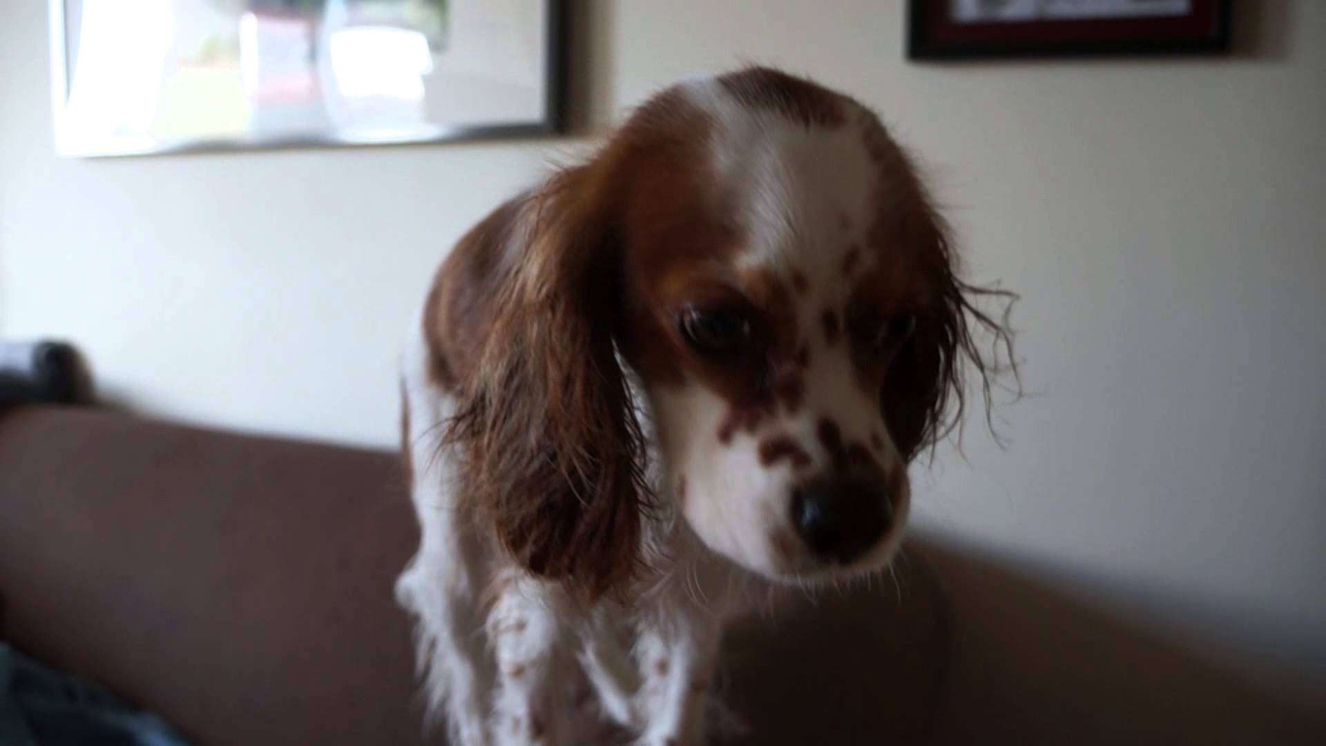 Cockalier, Cocker Spaniel and Cavalier King Charles - SpockTheDog.com