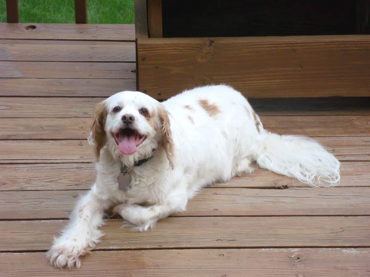 Cockalier, Cocker Spaniel and Cavalier King Charles - SpockTheDog.com