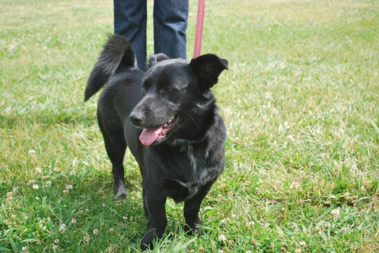 Corgidor, Cardigan Welsh Corgi and Labrador Retriever - SpockTheDog.com