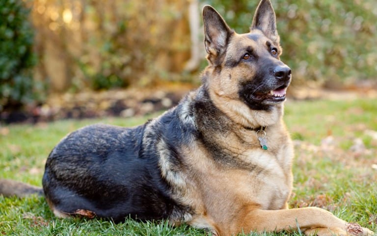 Corman Shepherds, Corgi and German Shepherd - SpockTheDog.com