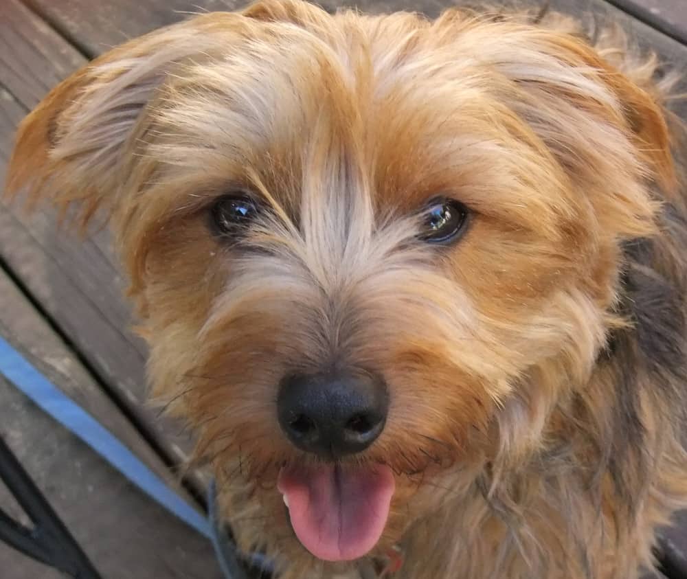 Dorkie, Yorkshire Terrier and Dachshund - SpockTheDog.com