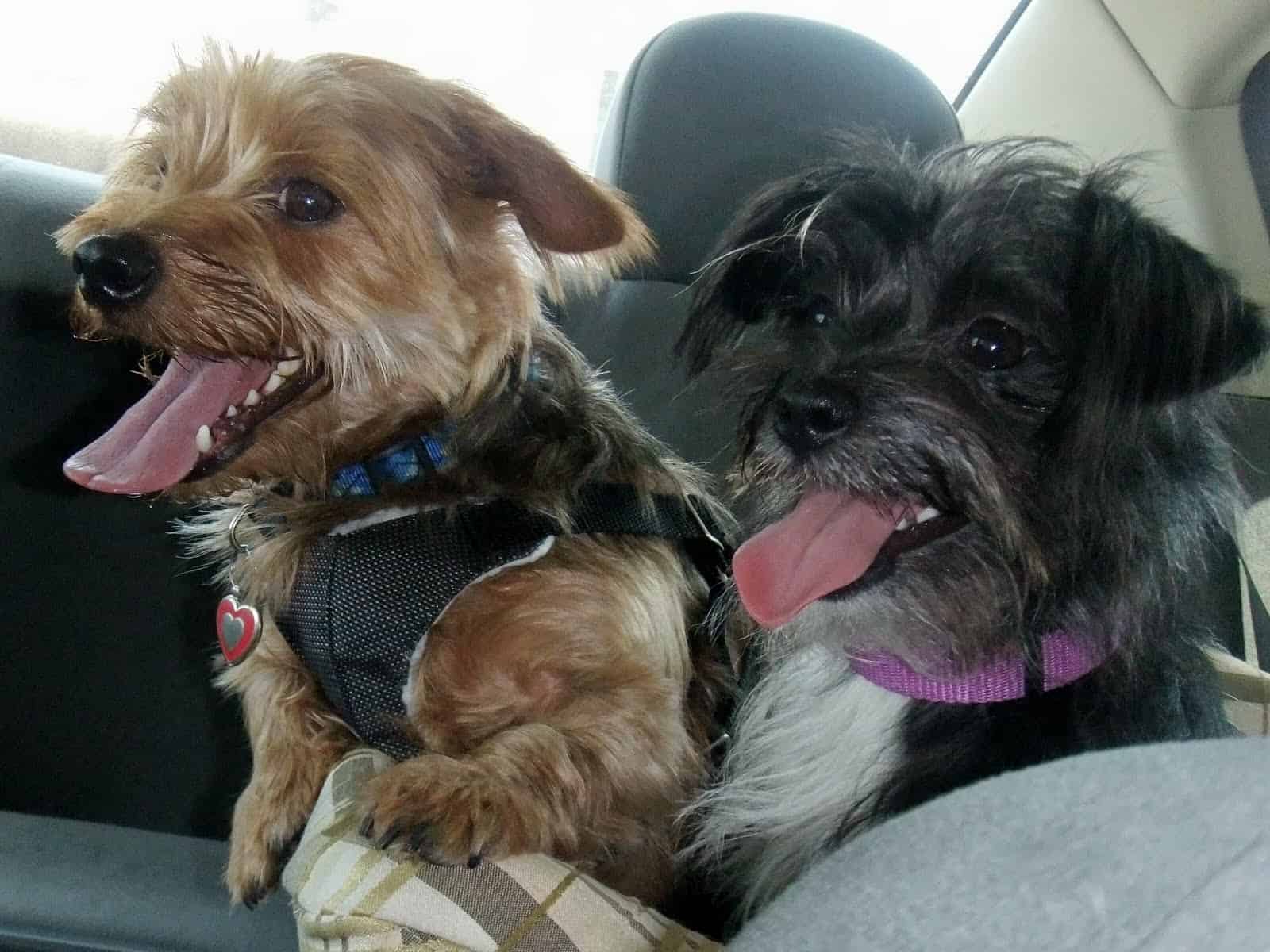 Dorkie, Yorkshire Terrier and Dachshund - SpockTheDog.com