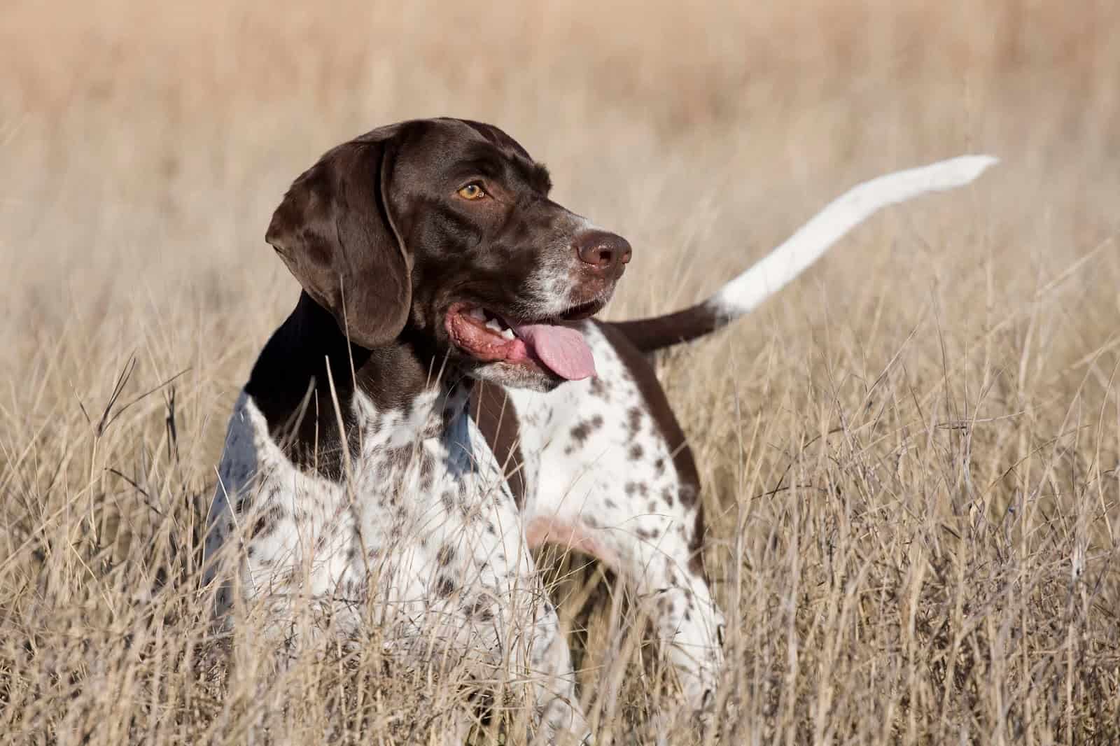 English Pointer SpockTheDog