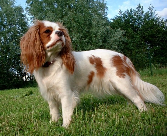 English Toy Spaniel - SpockTheDog.com
