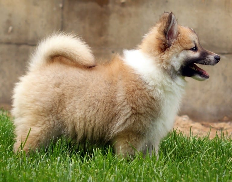 Icelandic Sheepdog - SpockTheDog.com