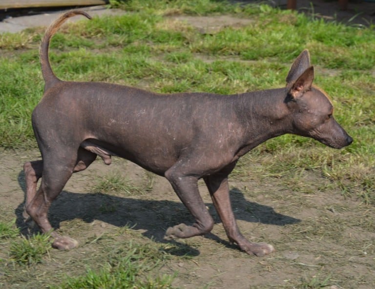 Mexican Hairless Miniature - SpockTheDog.com