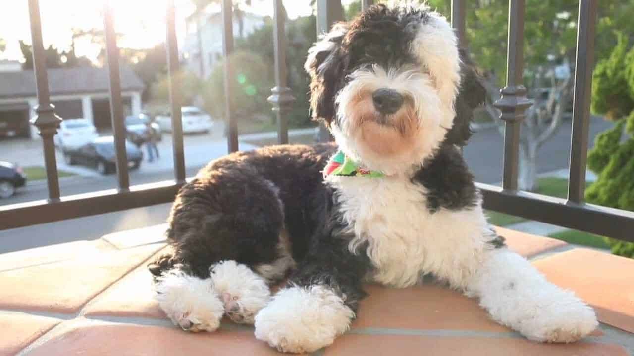 Sheepadoodle, Poodle and Old English Sheepdog - SpockTheDog.com