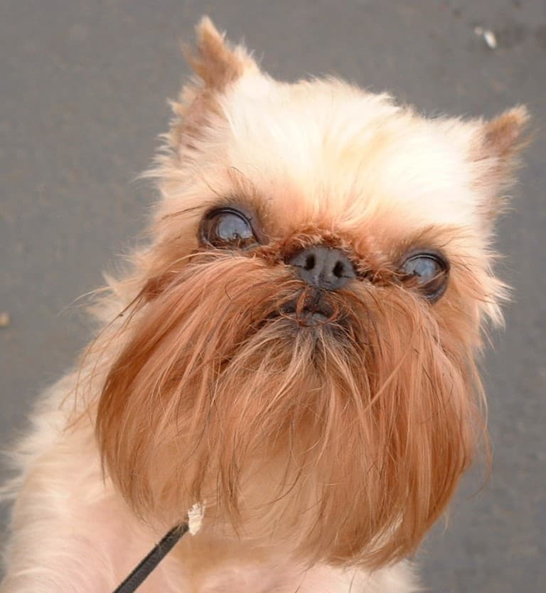 Belgian Griffon - SpockTheDog.com