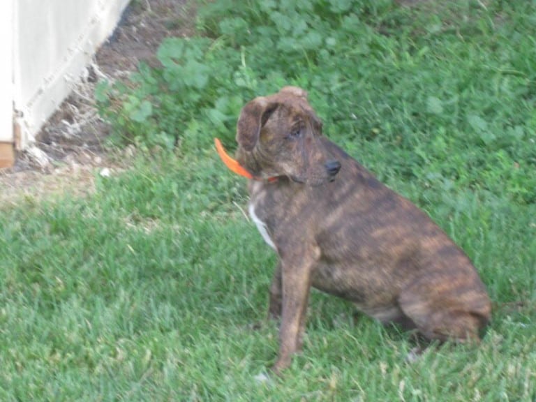 Canadian Cur - SpockTheDog.com