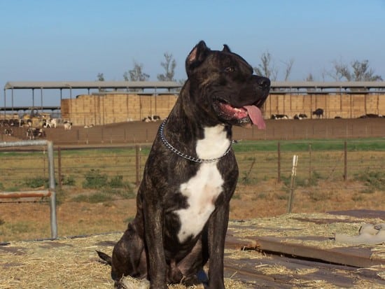 Canary Dog - SpockTheDog.com