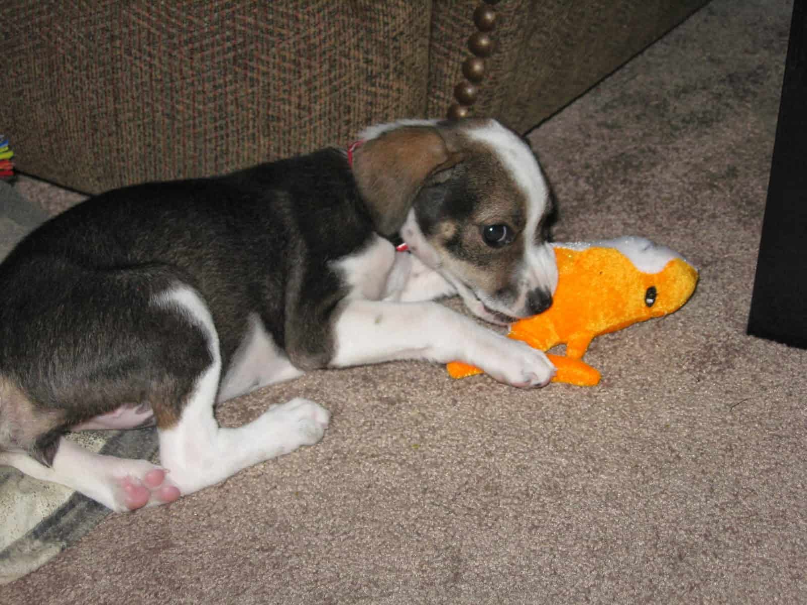 Cheagle, Beagles and Chihuahua Mix - SpockTheDog.com