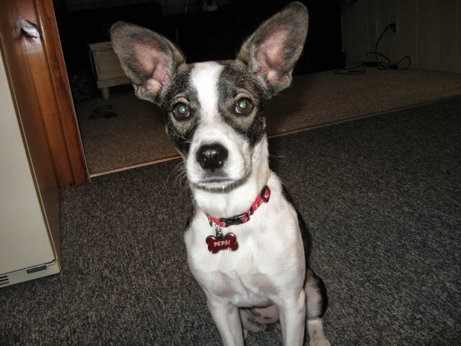 Cheagle, Beagles and Chihuahua Mix - SpockTheDog.com