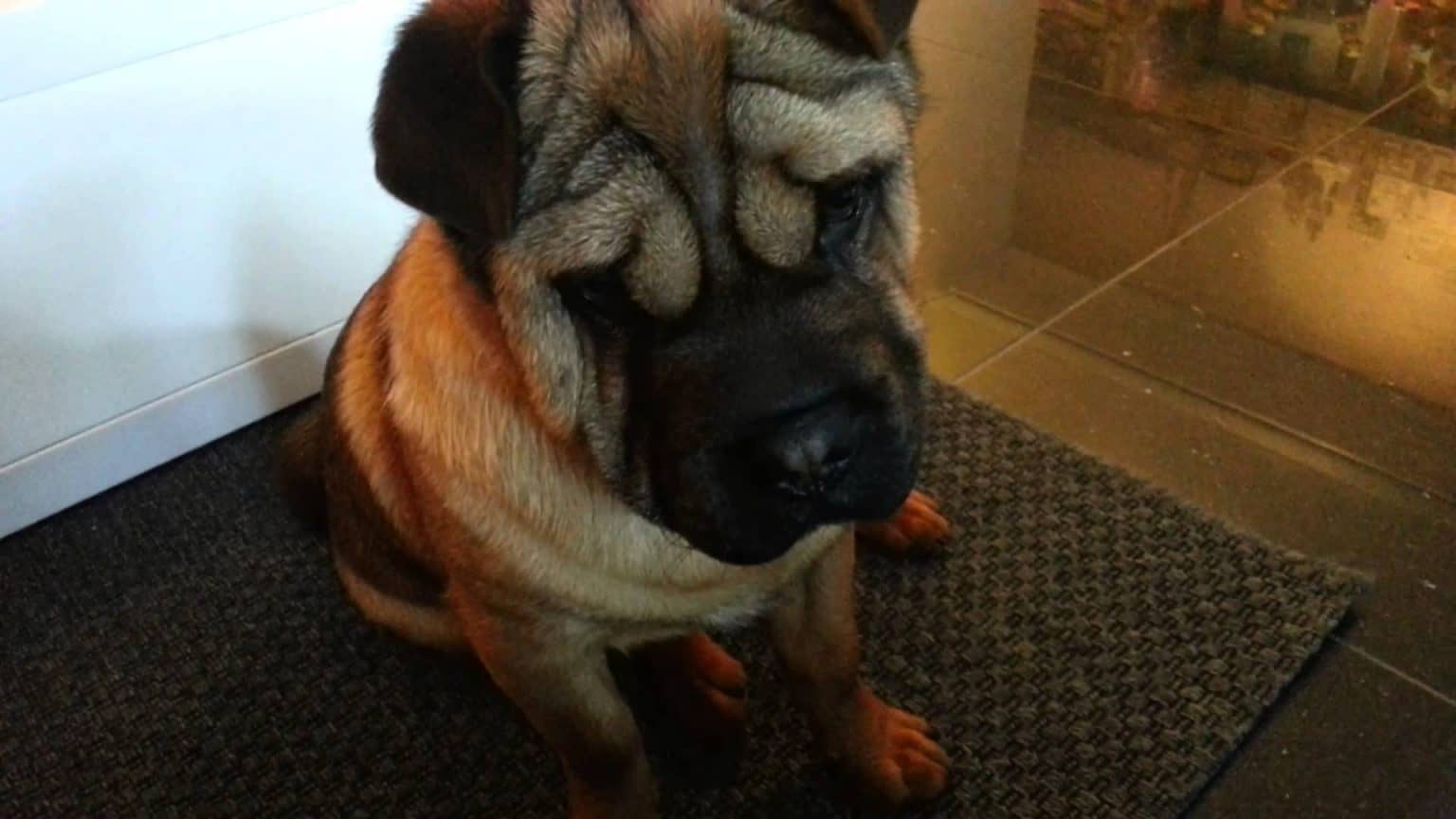 Ori Peis, Pug and Shar Pei Mix - SpockTheDog.com