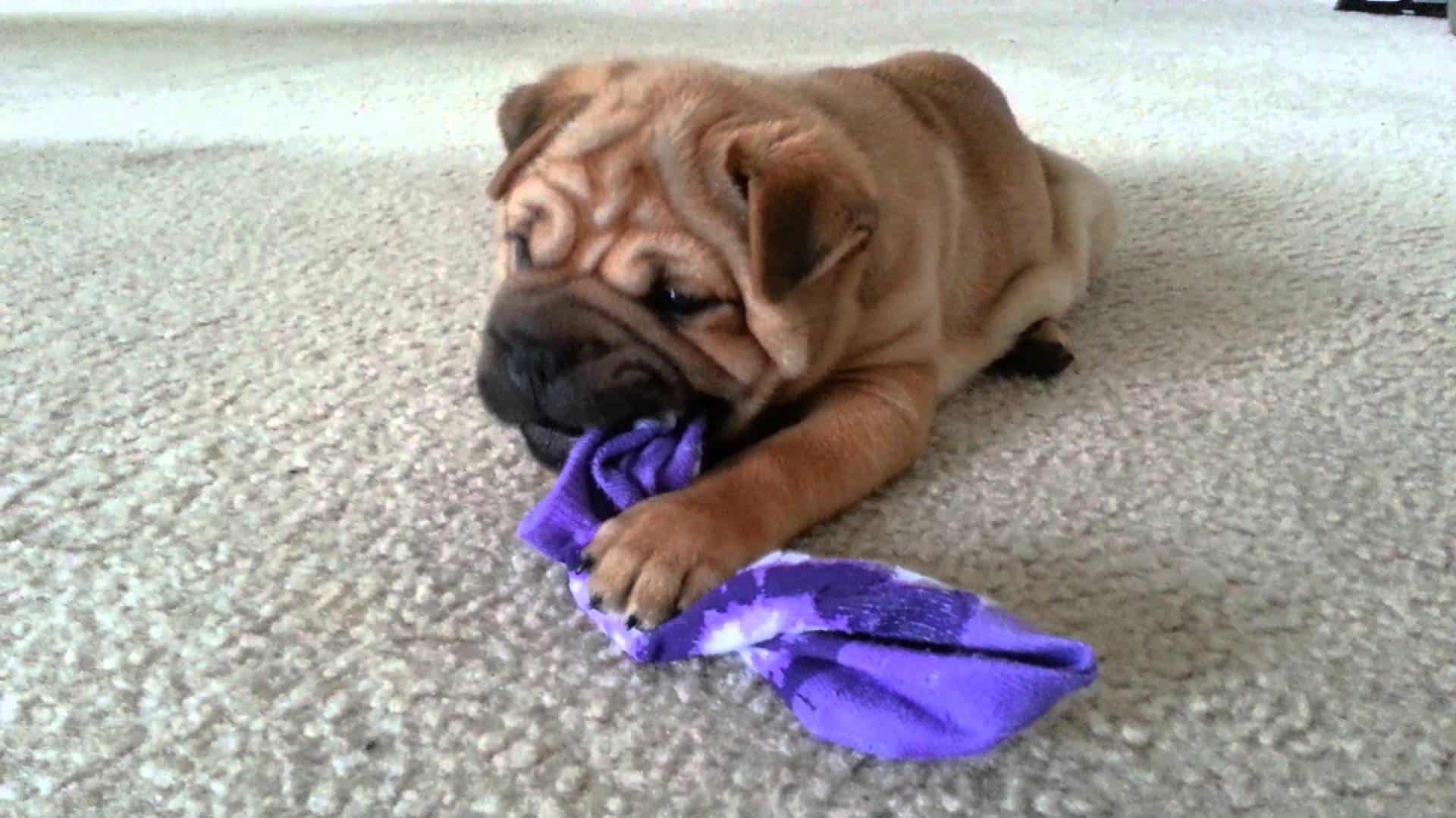 Ori Peis, Pug and Shar Pei Mix - SpockTheDog.com