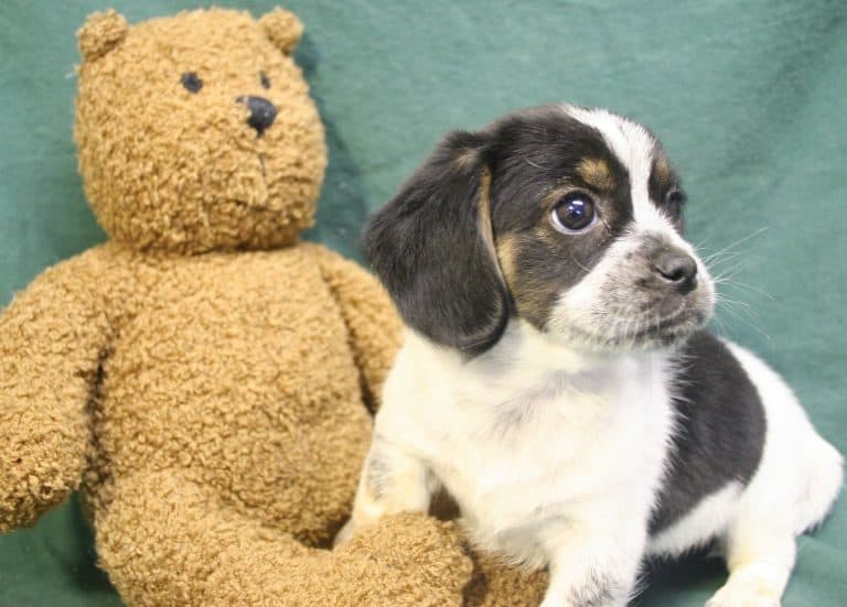 Peagle, Pekingese and Beagle - SpockTheDog.com