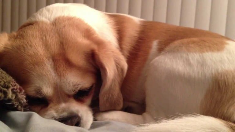 Peagle, Pekingese and Beagle - SpockTheDog.com