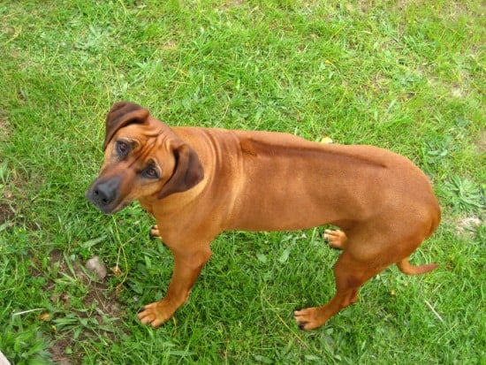 Rhodesian Ridgeback - SpockTheDog.com