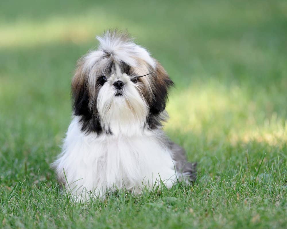 Shih Tzu SpockTheDog Shih Tzu SpockTheDog