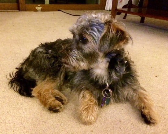 Snorkie, Yorkshire Terrier and Miniature Schnauzer Mix - SpockTheDog.com