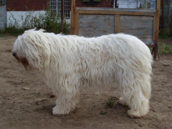 South Russian Sheepdogs - SpockTheDog.com